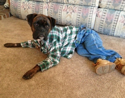 12 Adorable Denim-Clad Pets To Get You Excited For Sunday’s Fluffy Fun ...