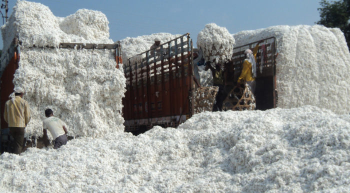Progress Made On the Sustainable Cotton Challenge - Levi Strauss & Co ...