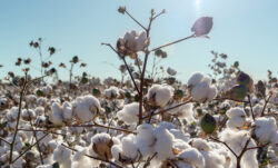Regenerative Cotton: What Is It and Why Do We Need It? - Levi Strauss ...