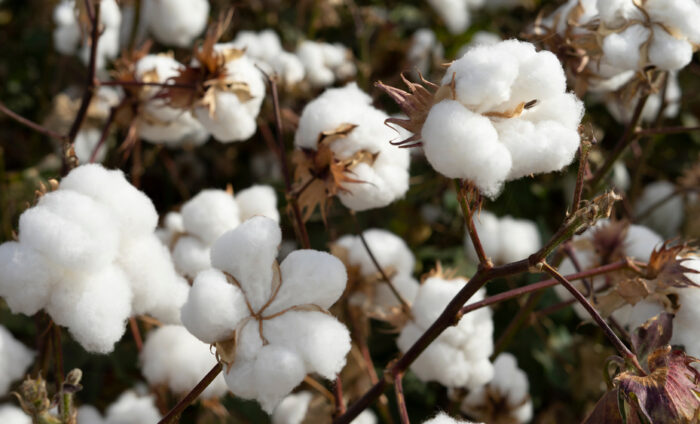 Sourcing Organic Cotton Direct From Farmers - Levi Strauss & Co : Levi ...